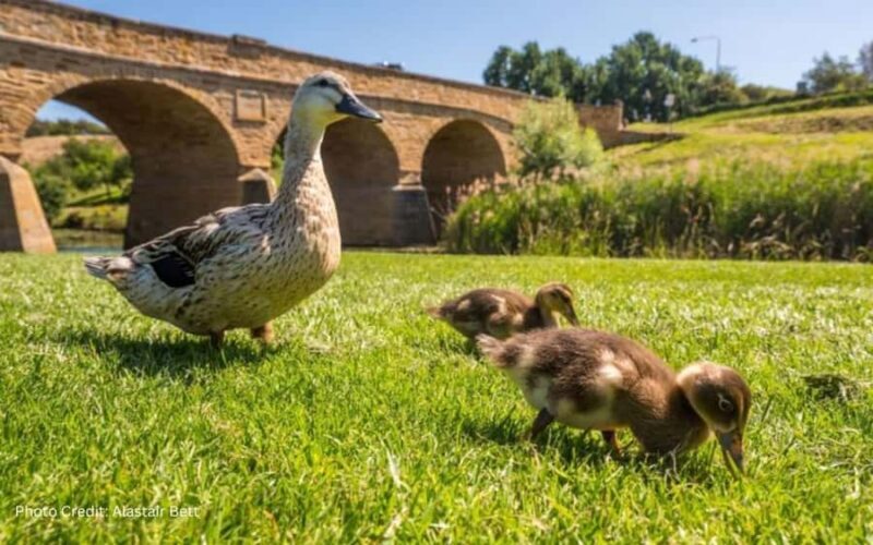 Bonorong & Richmond: Shore Excursion (Private Tour) - Key Points