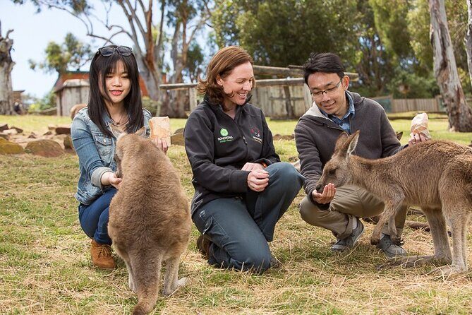 Bonorong Wildlife Park and Richmond Afternoon Tour from Hobart - Key Points