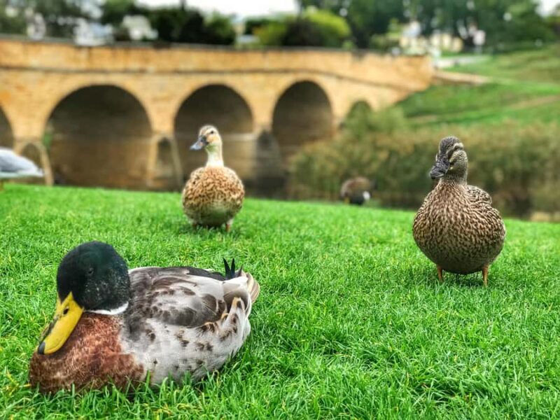Bonorong Wildlife Sanctuary Half-Day Tour from Hobart - Key Points