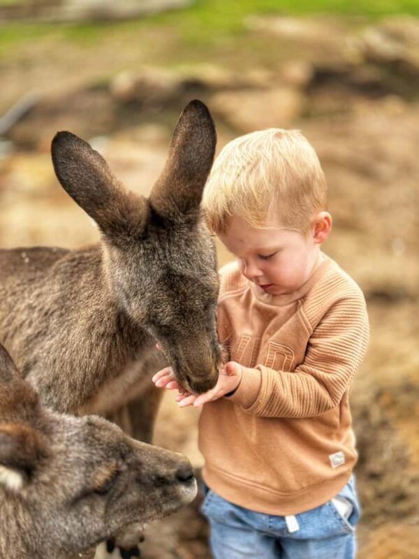 Bonorong Wildlife Sanctuary Half-Day Tour from Hobart - The Itinerary In Detail