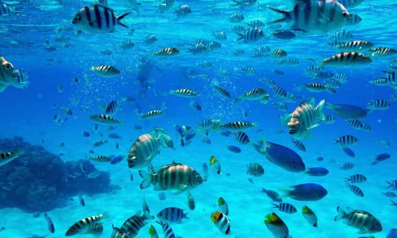 Bora Bora: 1/2 day Coral Discovery tour - Shared tour - The Experience: What You Can Expect