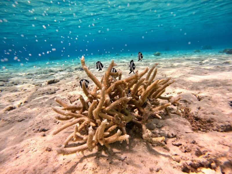 Bora Bora: 1/2 day Coral Discovery tour - Shared tour - Practical Details & Tips