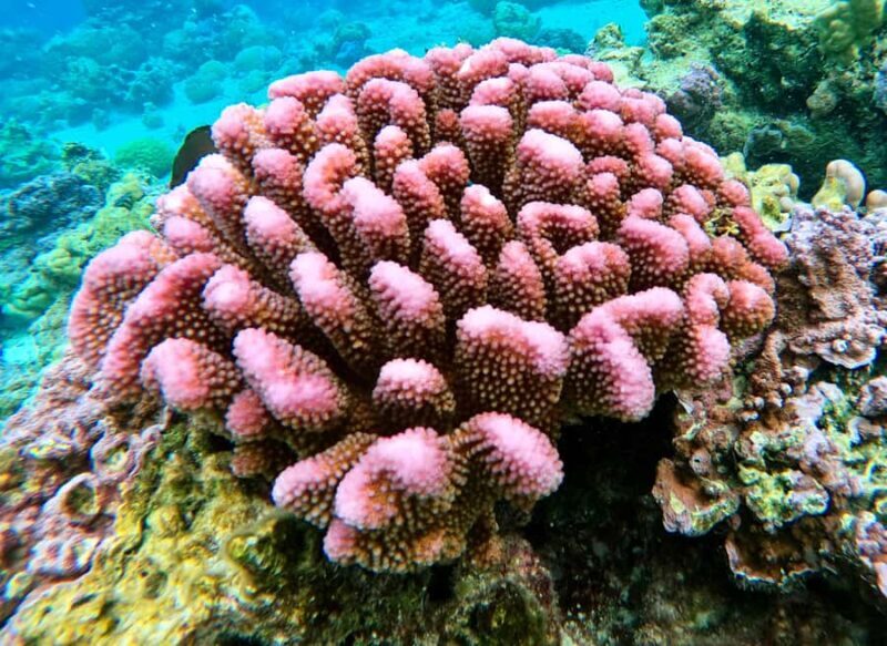 Bora Bora: 1/2 day Coral Discovery tour - Shared tour - Who Will Love This Tour?