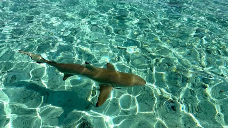 Bora Bora: Blue Lagoon Cruise, Snorkeling and Lunch . - Exploring Bora Bora’s Blue Lagoon Cruise: Snorkeling, Sharks, and a Tasty Lunch