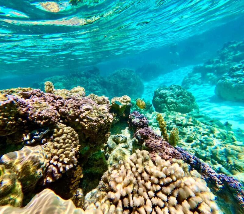 Bora Bora: Blue Lagoon Cruise, Snorkeling and Lunch . - FAQs