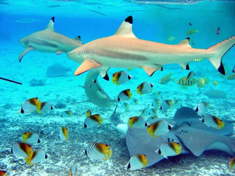 Bora Bora: Eco Shark and Snorkeling Safari - Highlights That Keep Guests Coming Back
