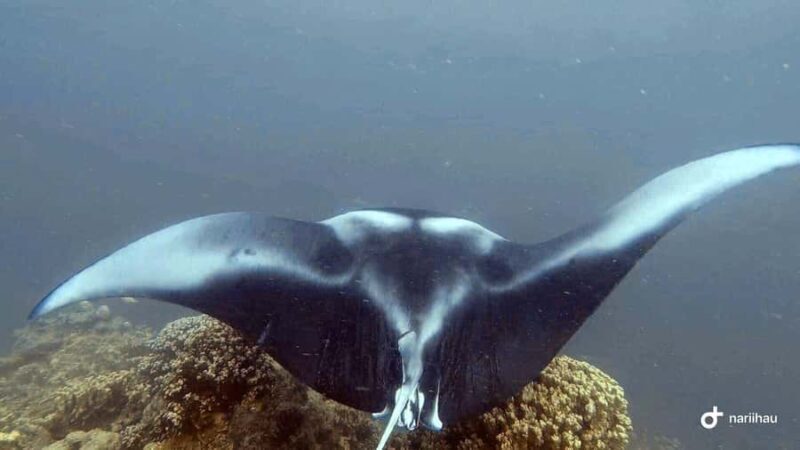 Bora Bora: Full Day in a Traditional Canoe in the Lagoon - An Introduction to the Experience