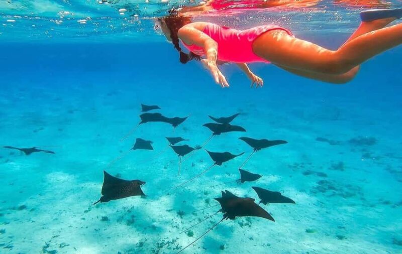 Bora Bora: Full day Lagoon Safari & Lunch on a Motu - ST - Who Should Consider This Tour?