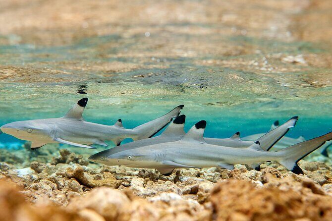 Bora Bora Full Day Snorkeling with Lunch - FAQ