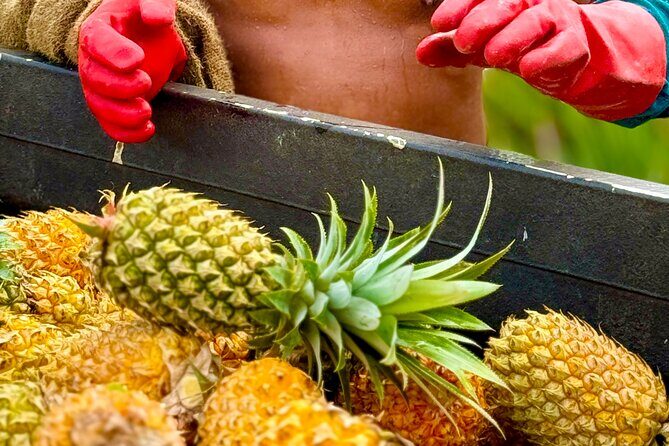 Bora Bora Gourmet Odyssey - Food Tour - Key Points