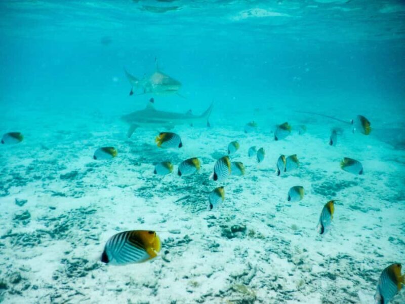 Bora Bora: Half-Day Lagoon Snorkelling Tour - What Makes This Tour Stand Out?