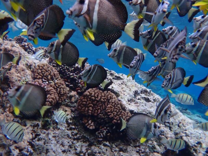 Bora Bora: Introductory Dive - The Experience Quality: What Travelers Say