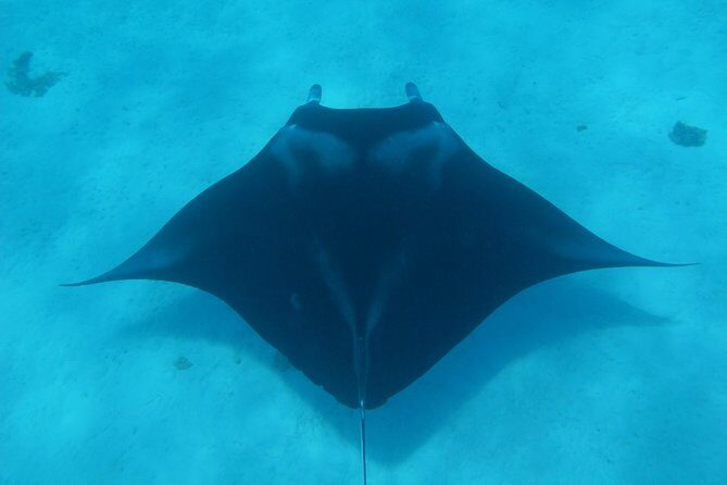 Bora Bora Lagoon Snorkeling Tour by Private Boat - Key Points