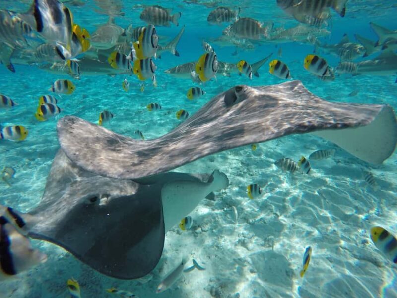 Bora Bora: Lagoon Tour and Snorkeling Experience - Exploring the Bora Bora Lagoon in Detail