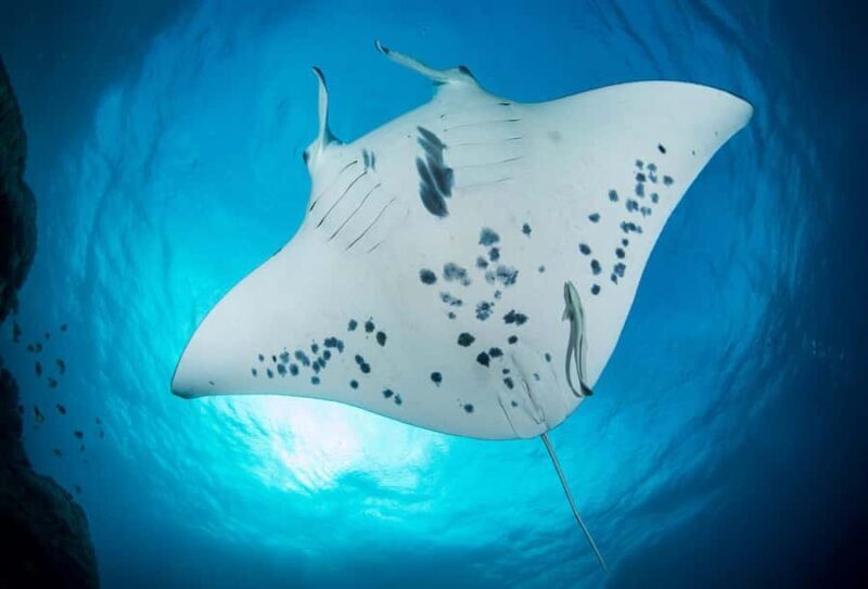 Bora Bora: Morning 2 tank dive for certified divers - Key Points