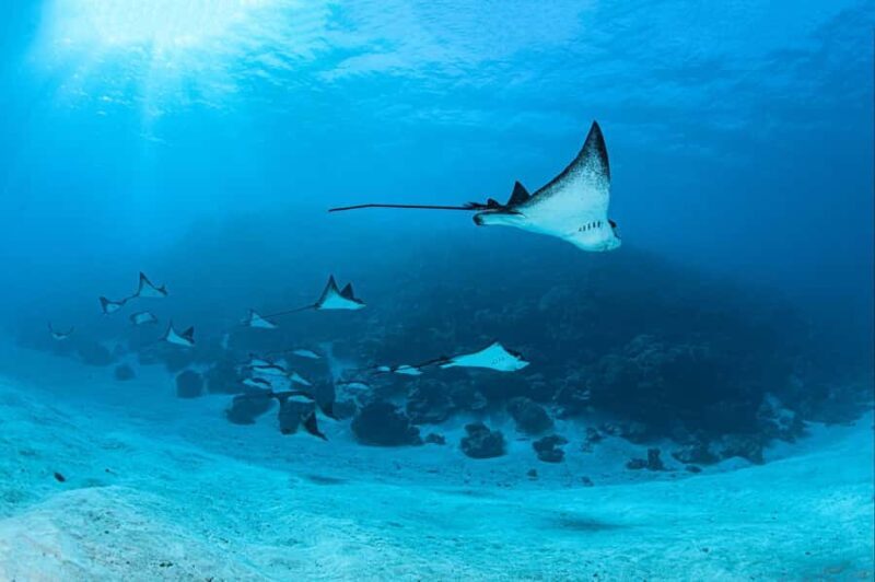 Bora Bora: Morning 2 tank dive for certified divers - Detailed Breakdown of the Experience