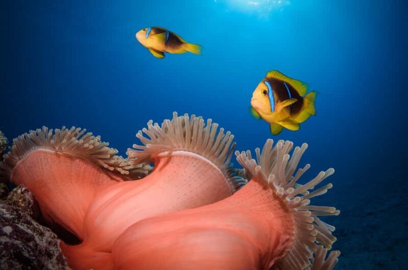 Bora Bora: Romantic Dive for Two People (Beginners) - Practical Details & Considerations