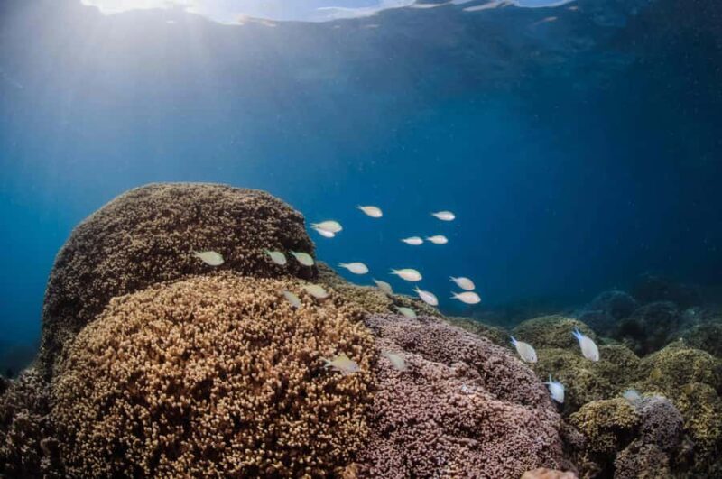 Bora Bora: Romantic Dive for Two People (Beginners) - Is This Experience Worth It?