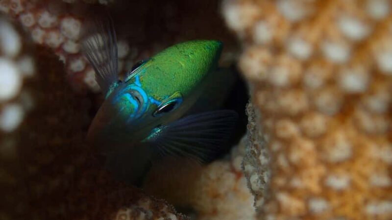 Bora Bora: Small Group Snorkeling Boat Tour with Pickup - An In-Depth Look at the Bora Bora Snorkeling Tour