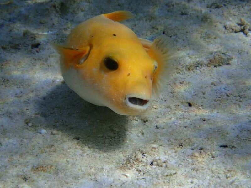 Bora Bora: Small Group Snorkeling Boat Tour with Pickup - Frequently Asked Questions