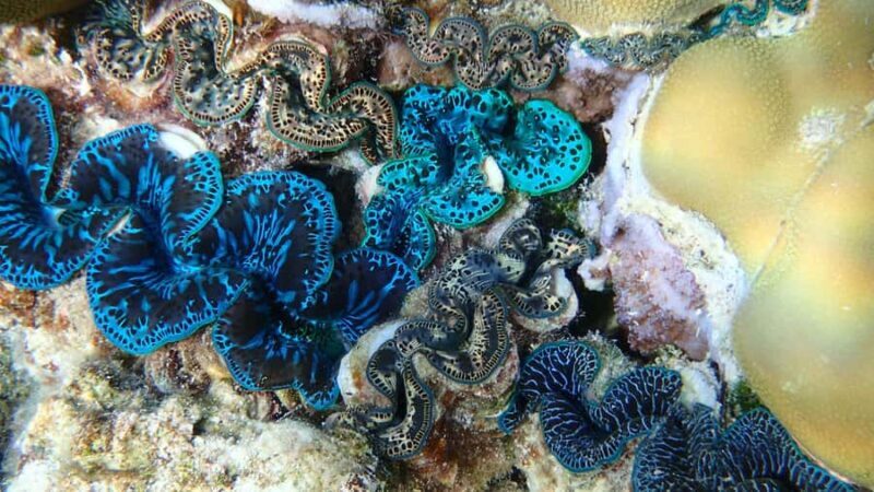 Bora Bora: Small Group Snorkeling Boat Tour with Pickup - Final Thoughts