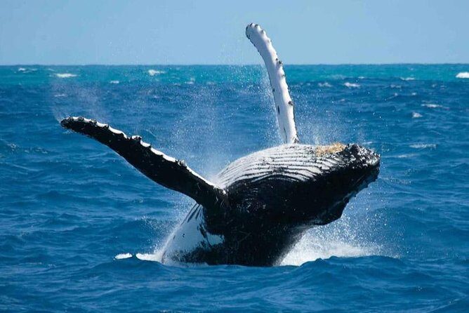 Bora Bora Whale Watching - Who Is This Tour For?