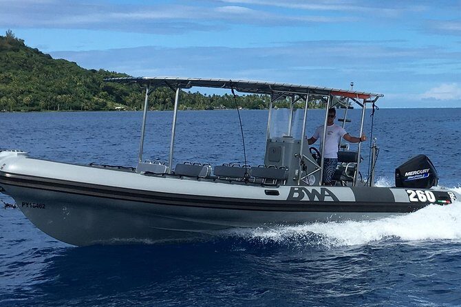 Bora Bora Whale Watching - The Sum Up: Who Should Consider This Tour?