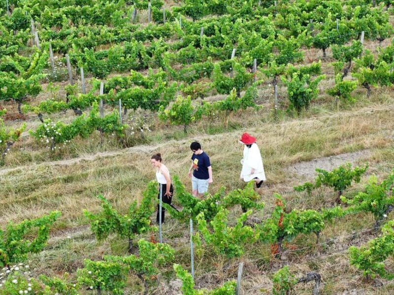 Bordeaux: Explore an Organic Family Vineyard with Tasting - Deep Dive into the Itinerary