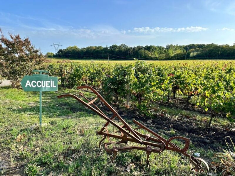 Bordeaux: Explore an Organic Family Vineyard with Tasting - Practical Details & Tips