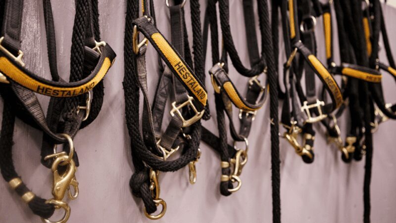 Borgarnes: Horseback Riding Tour with Prep Lesson - A Closer Look at the Experience