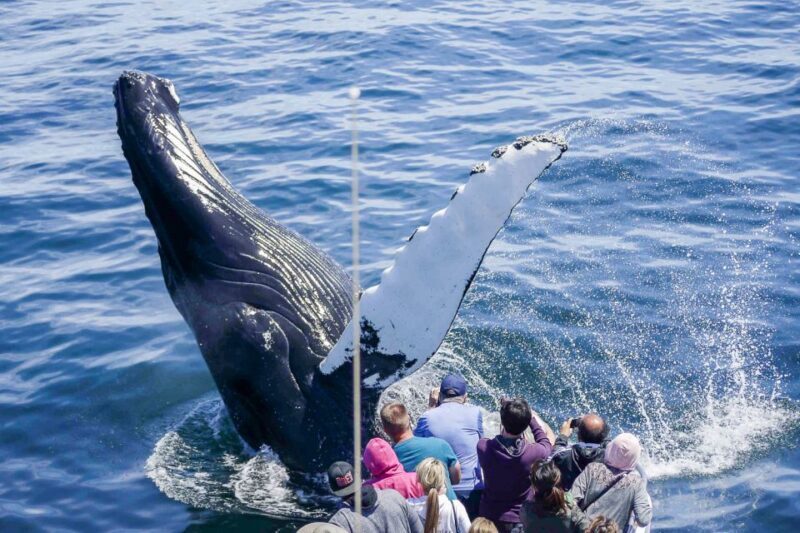 Boston: City Cruises Whale Watching Cruise - Engaging Meta Description