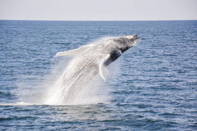 Boston: City Cruises Whale Watching Cruise - Authentic Insights from Travelers