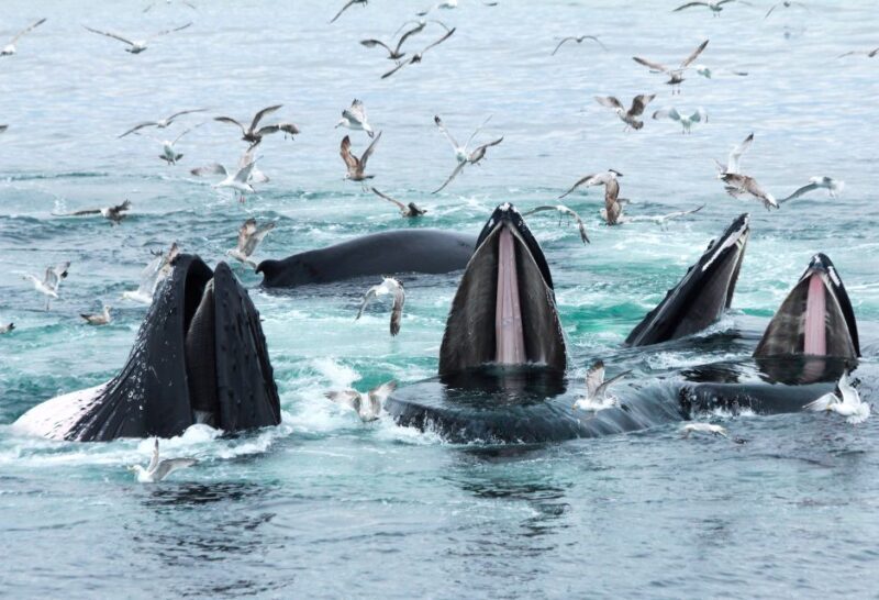 Boston: City Cruises Whale Watching Cruise - Analyzing the Value and Experience