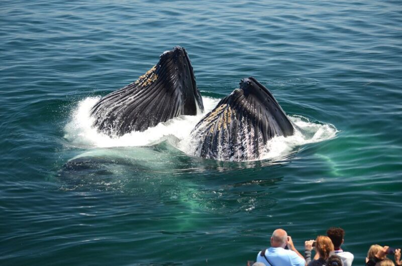 Boston: City Cruises Whale Watching Cruise - Practical Tips for Your Whale Watching Adventure