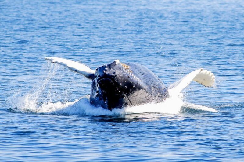 Boston: City Cruises Whale Watching Cruise - The Sum Up: Who Will Appreciate This Whale Watching Tour?