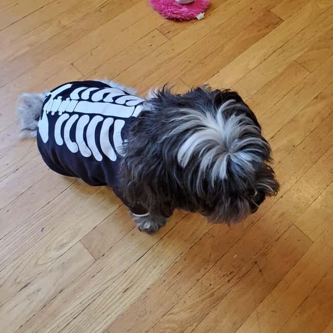 Boston: Dog-Friendly Halloween Costume & Sightseeing Cruise - Final Thoughts