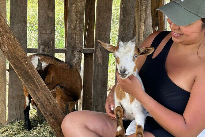 Bottle Feed & Cuddle Baby Goats Tour on Big Island Farm - Introduction: A Must-Do for Animal Lovers on the Big Island