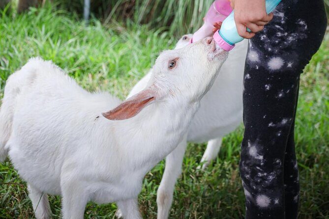 Bottle Feed & Cuddle Baby Goats Tour on Big Island Farm - Authentic Experiences and Personal Highlights