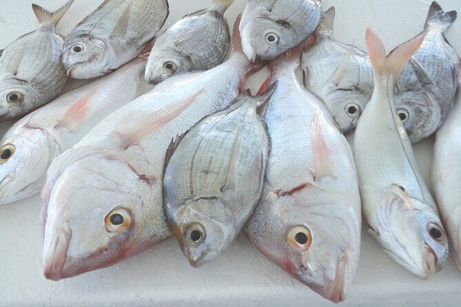 Bottom Fishing Activity from Quarteira - Value and Practicalities