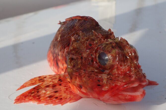 Bottom Fishing Activity from Quarteira - Who Is This Tour Best For?