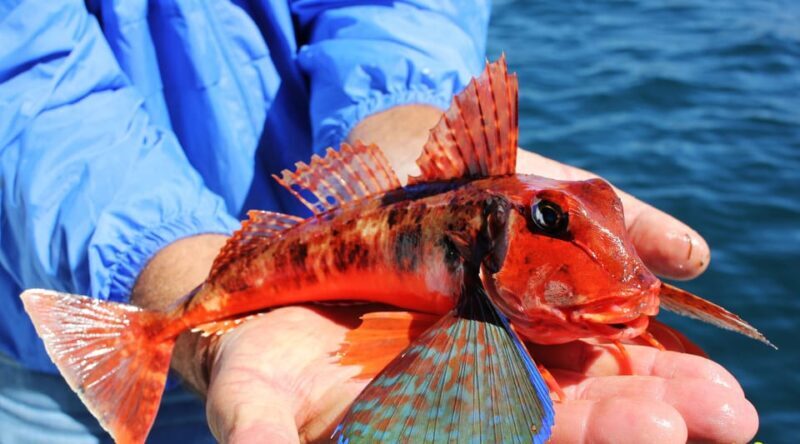 Bottom Fishing Lagos - Authentic Insights from Reviewers