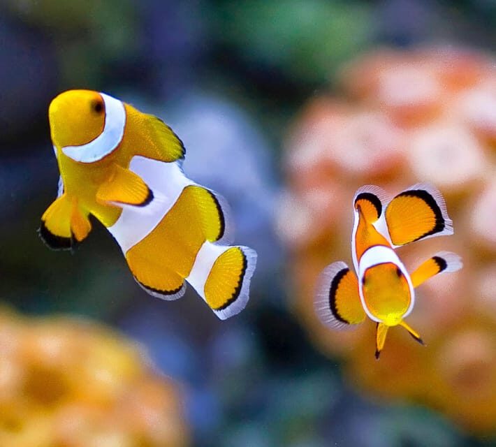 Bournemouth Oceanarium Ticket - FAQ