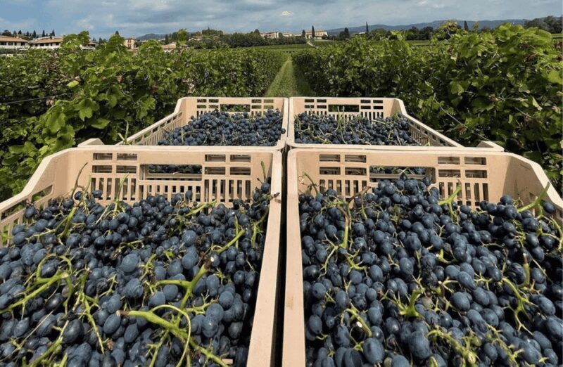 Boutique Winery Tour & Tasting in Valpolicella - FAQs