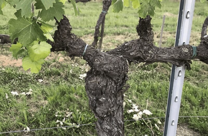 Boutique Winery Visit & Wine Tasting near Arezzo - Practical Details & Considerations