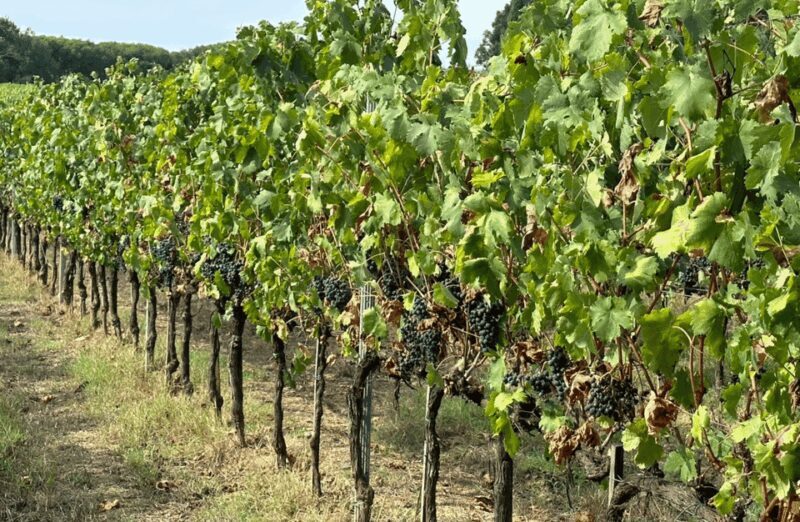 Boutique Winery Visit & Wine Tasting near Arezzo - The Authentic Touch