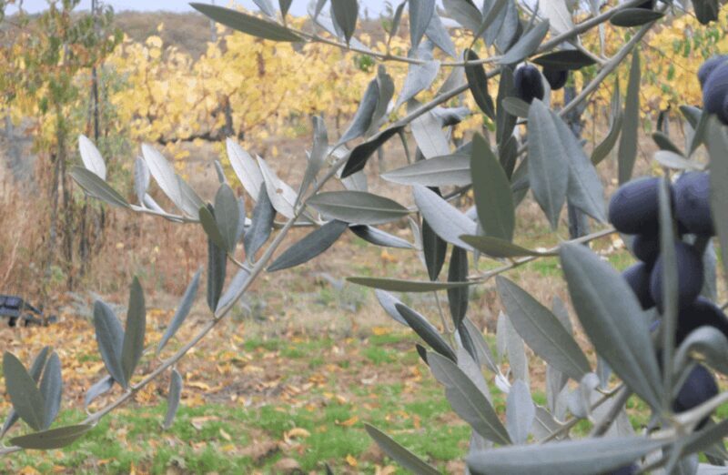 Boutique Winery Visit & Wine Tasting near Arezzo - FAQ