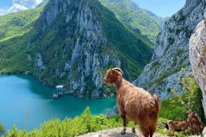 Bovilla Lake and Gamti Mountain Tour from Durres or Golem - The Sum Up: Why Choose This Tour?