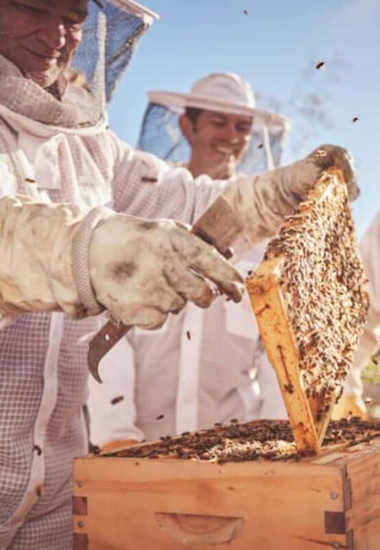 Bowral: Honey Tasting and Hive Opening with Morning Tea - An In-Depth Look at the Bowral Honey Farm Experience