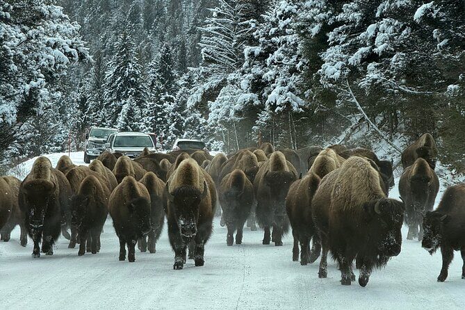 Bozeman Winter Wildlife Safari, Lamar Valley, Burrito and Lunch - Who Should Consider This Tour?