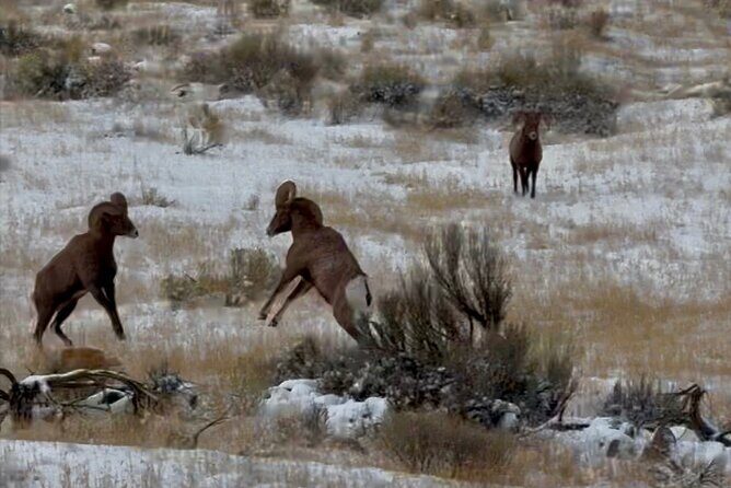 Bozeman Winter Wildlife Safari, Lamar Valley, Burrito and Lunch - FAQs